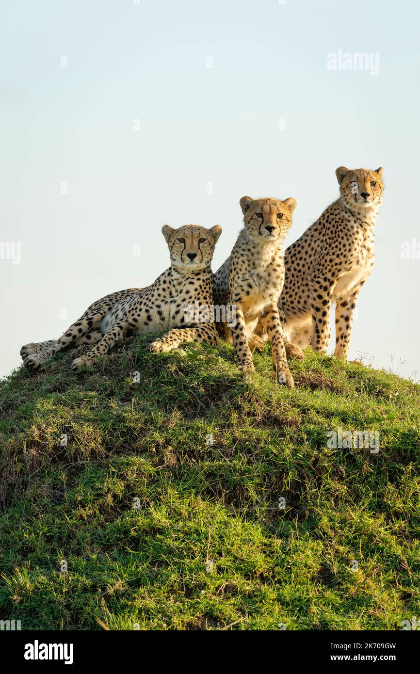 Cheetah mother (Acinonyx jubatus) and her two cubs sitting on a large termite mound Stock Photo ...