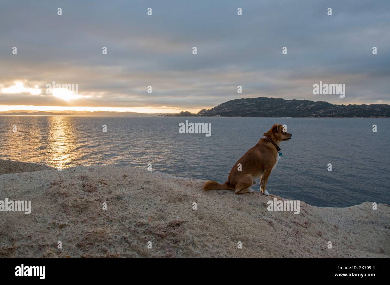 Il cane al tramonto Stock Photo - Alamy