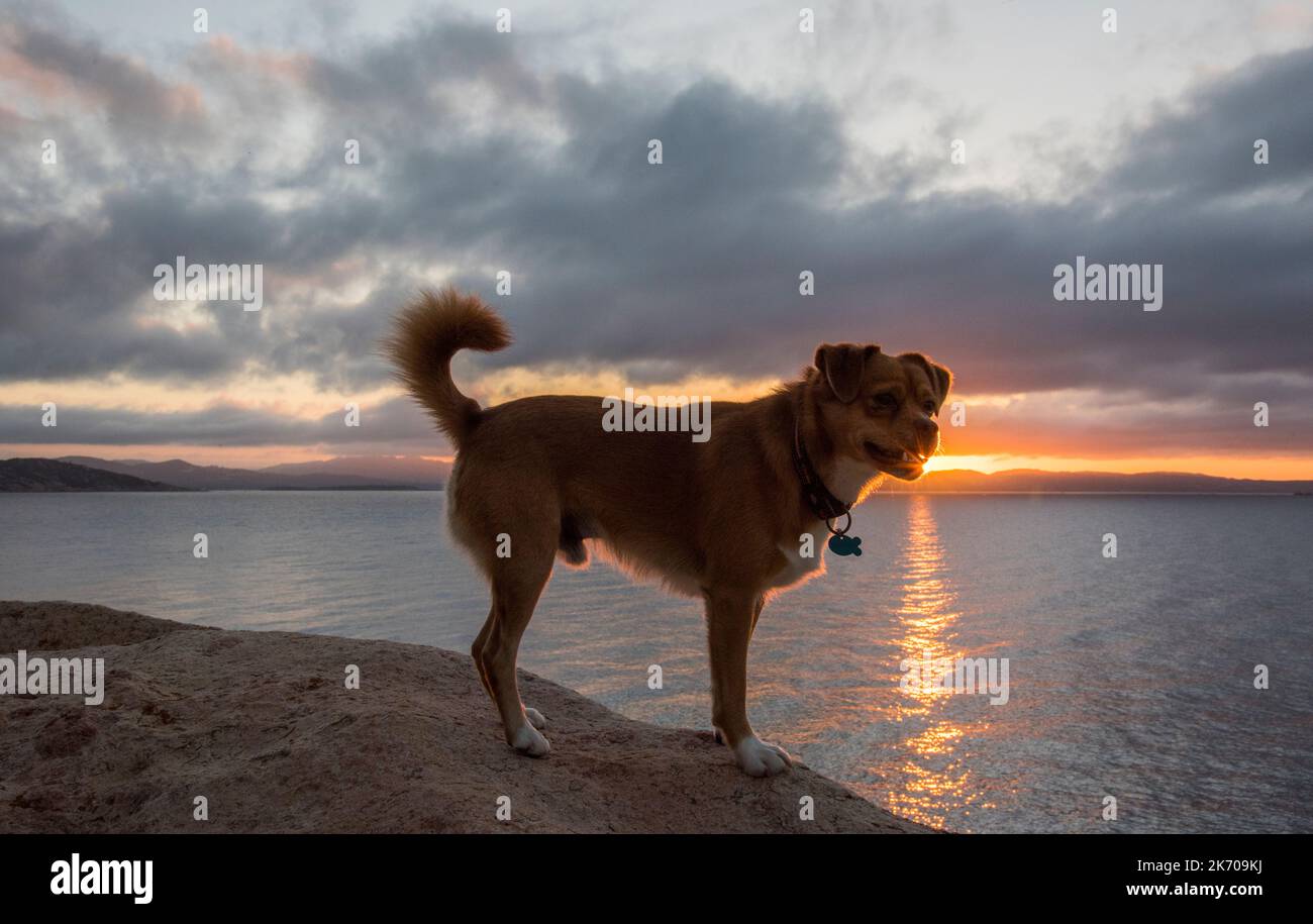 Il cane al tramonto Stock Photo - Alamy