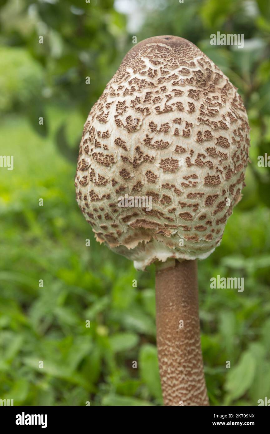Parasol mushroom (Macrolepiota procera or Lepiota procera)with cap not ...