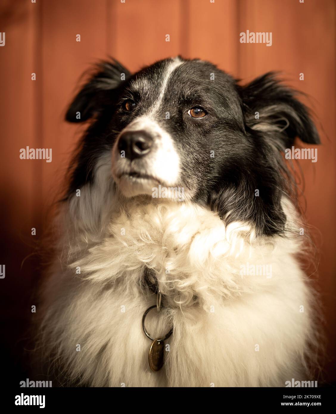 Portrait of the cute adorable black and white Border Collie female on ...