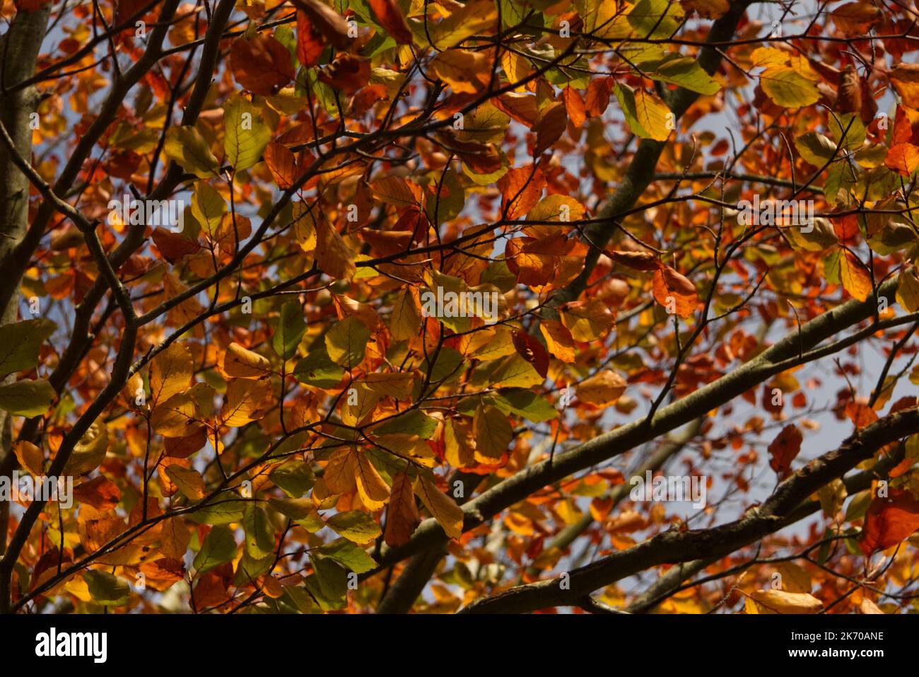 Golden Colours of Autum Stock Photo - Alamy