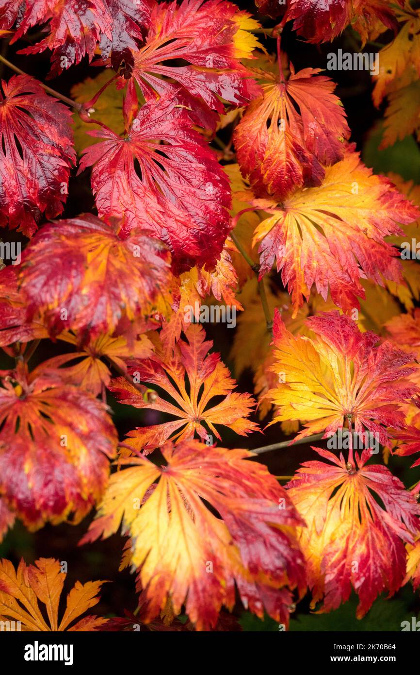 Autumn Leaves Maple Stock Photo - Alamy