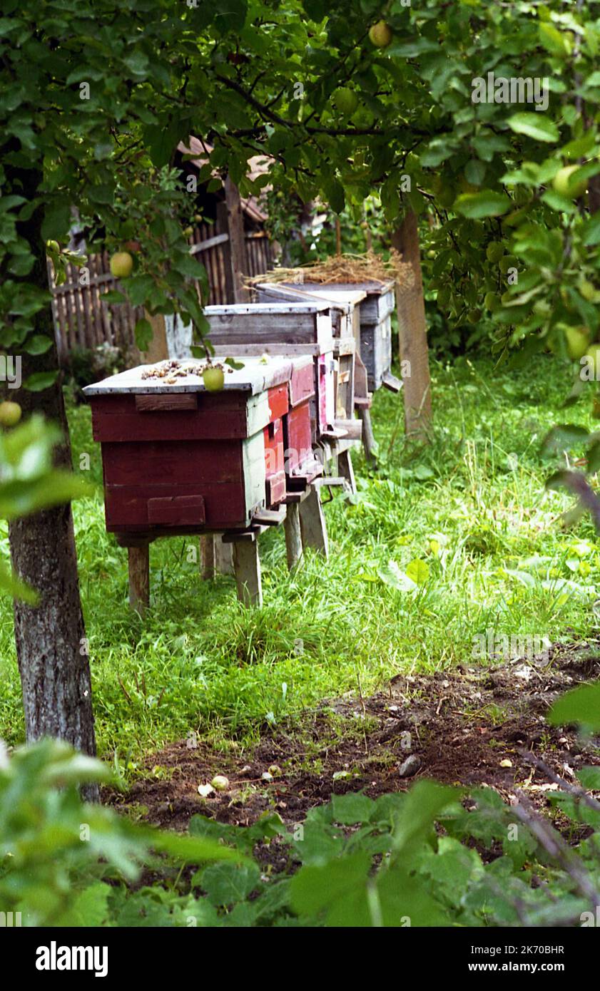 Bee hives in backyard in Romania Stock Photo - Alamy
