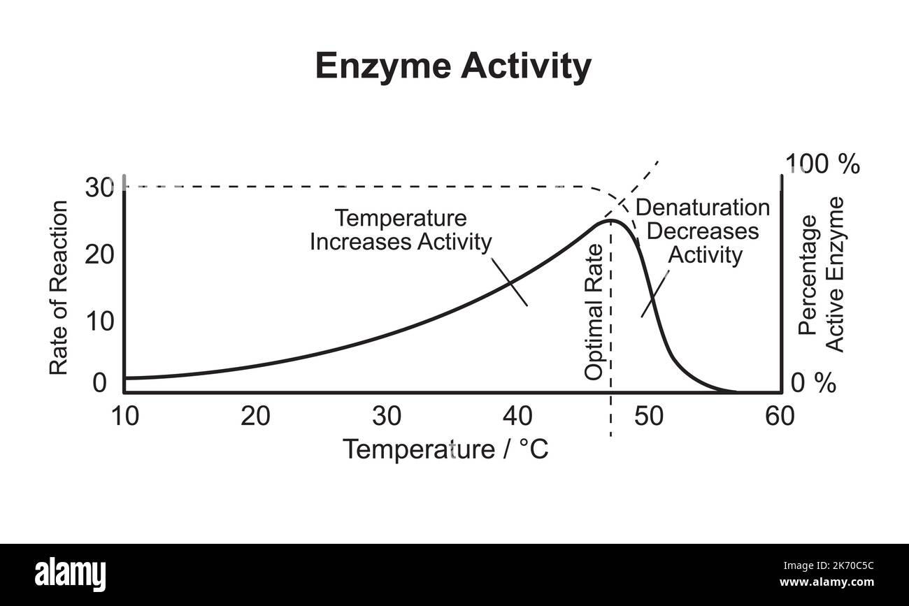 Scientific Designing Of Enzyme Activity Curve Colorful Symbols Vector Illustration Stock