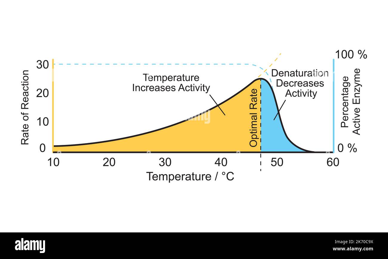 Scientific Designing of Enzyme Activity Curve. Colorful Symbols. Vector ...