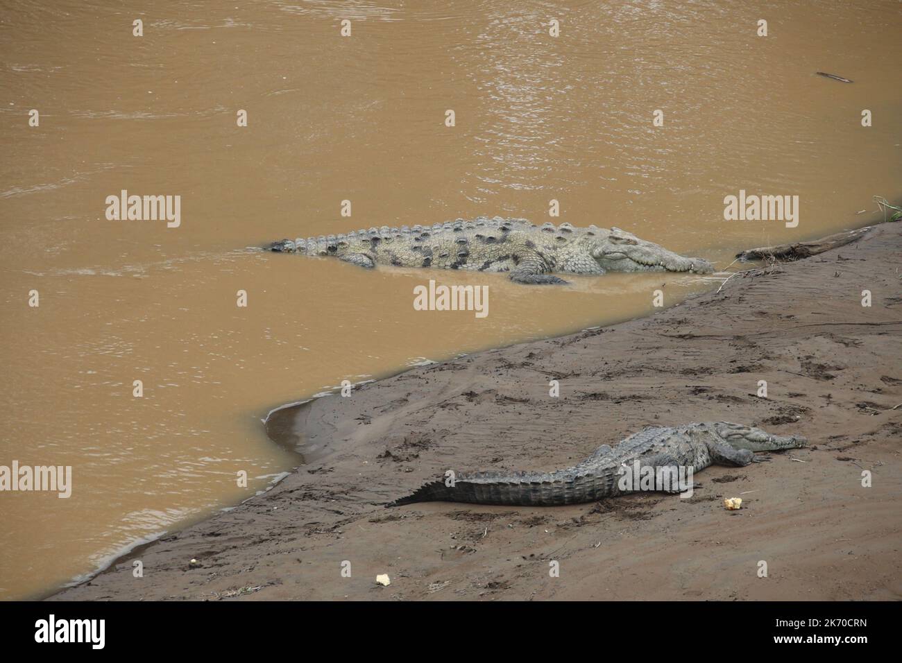 Crocodiles at the Tarcoles Bridge near Jaco in the Pacific coast of ...