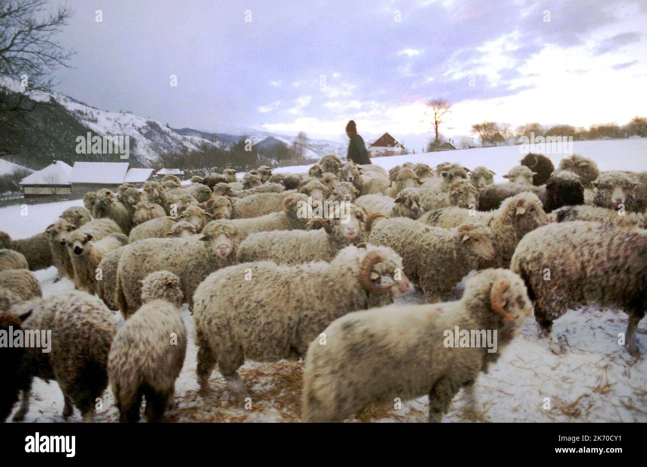 Shepherd watching his sheep hi-res stock photography and images - Alamy