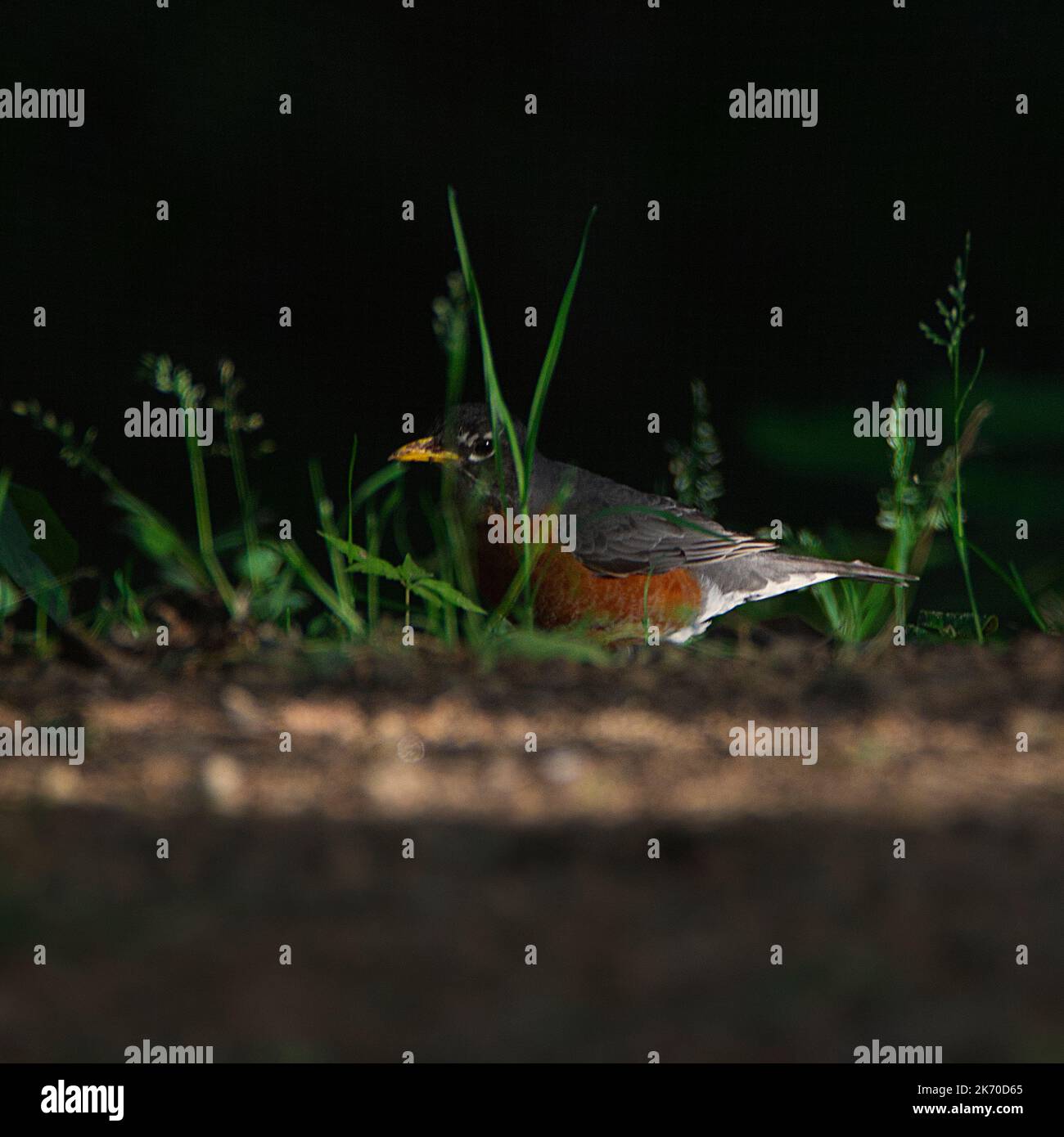 American Red Robin finding a kill Stock Photo - Alamy