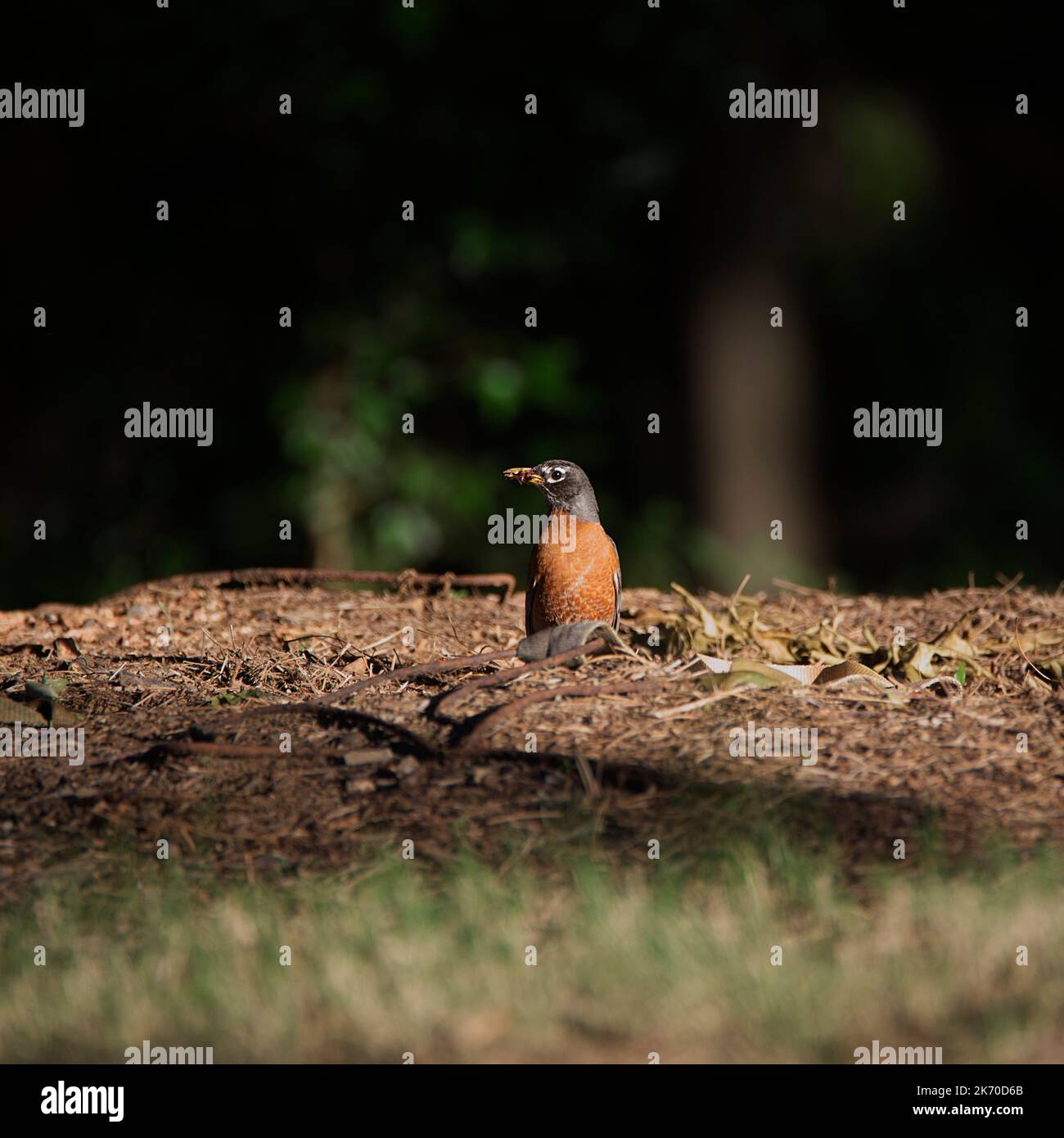 Americanrobin hi-res stock photography and images - Alamy