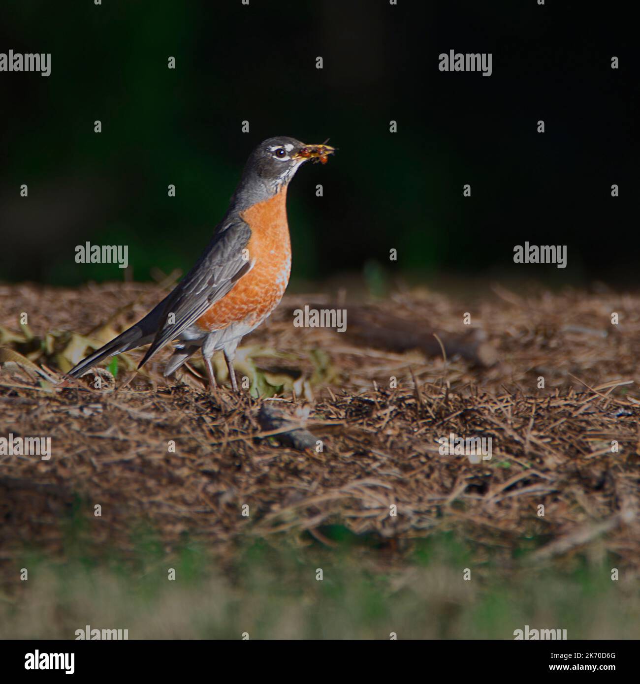 Backyardbirds hi-res stock photography and images - Alamy