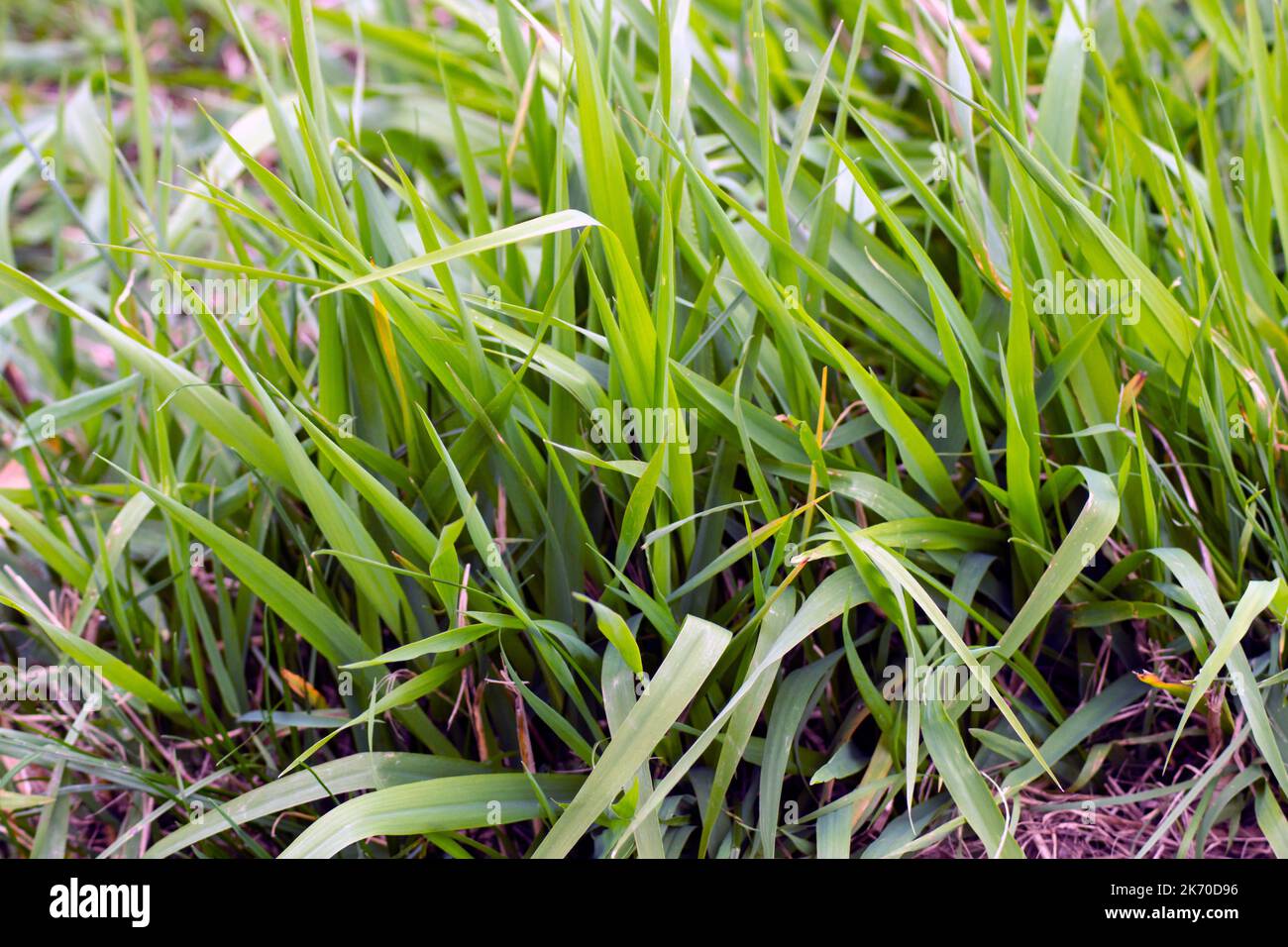 Natural green grass on graound. Natural wild fields Stock Photo - Alamy