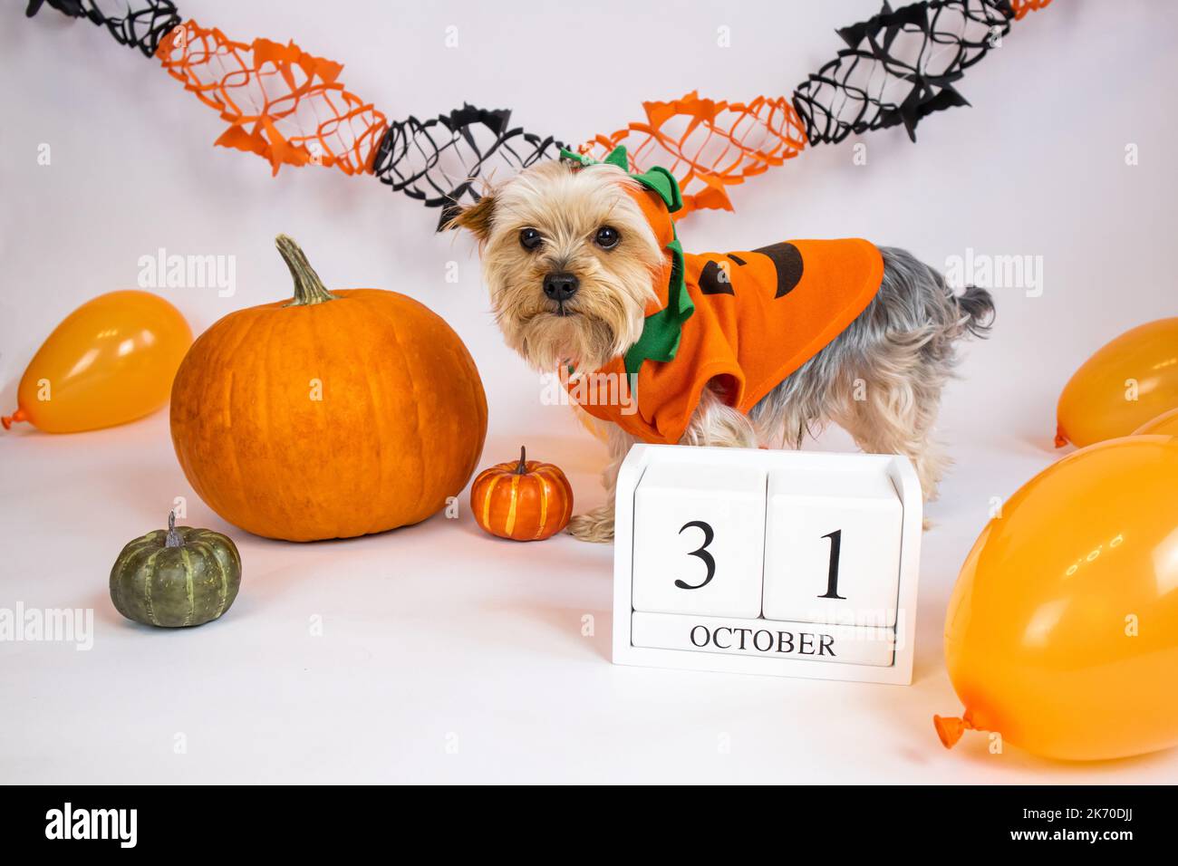 Dog dressed as a pumpkin and a wooden calendar October 31 on a white ...