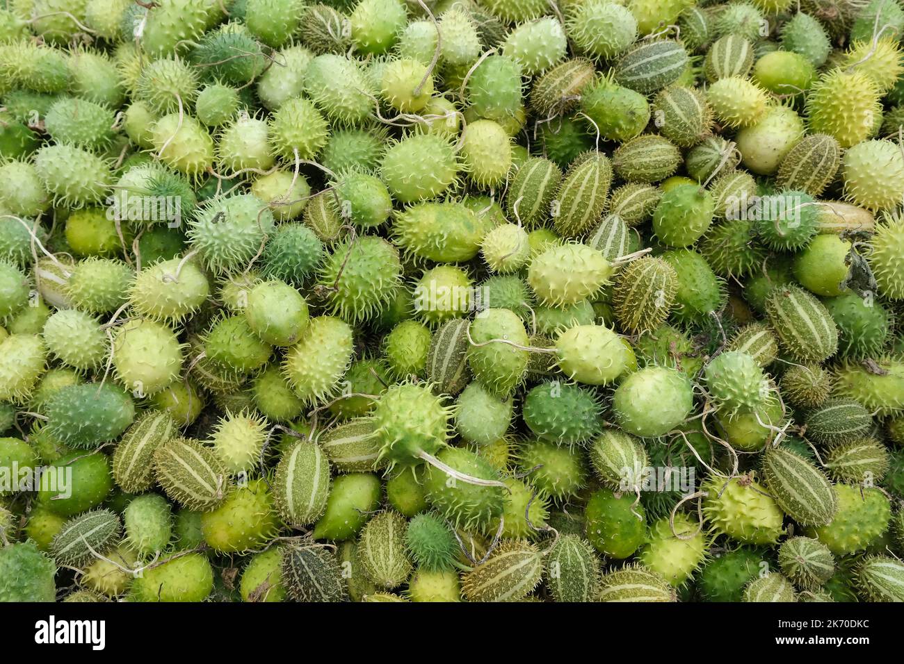 Cucumis anguria, cackrey, West Indian gourd green colors with strips ...