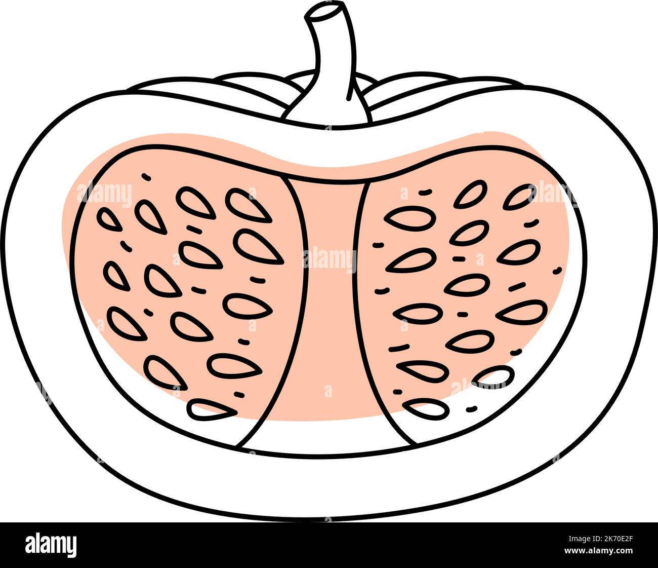 Pumpkin cut harvest on Stock Vector Images - Alamy