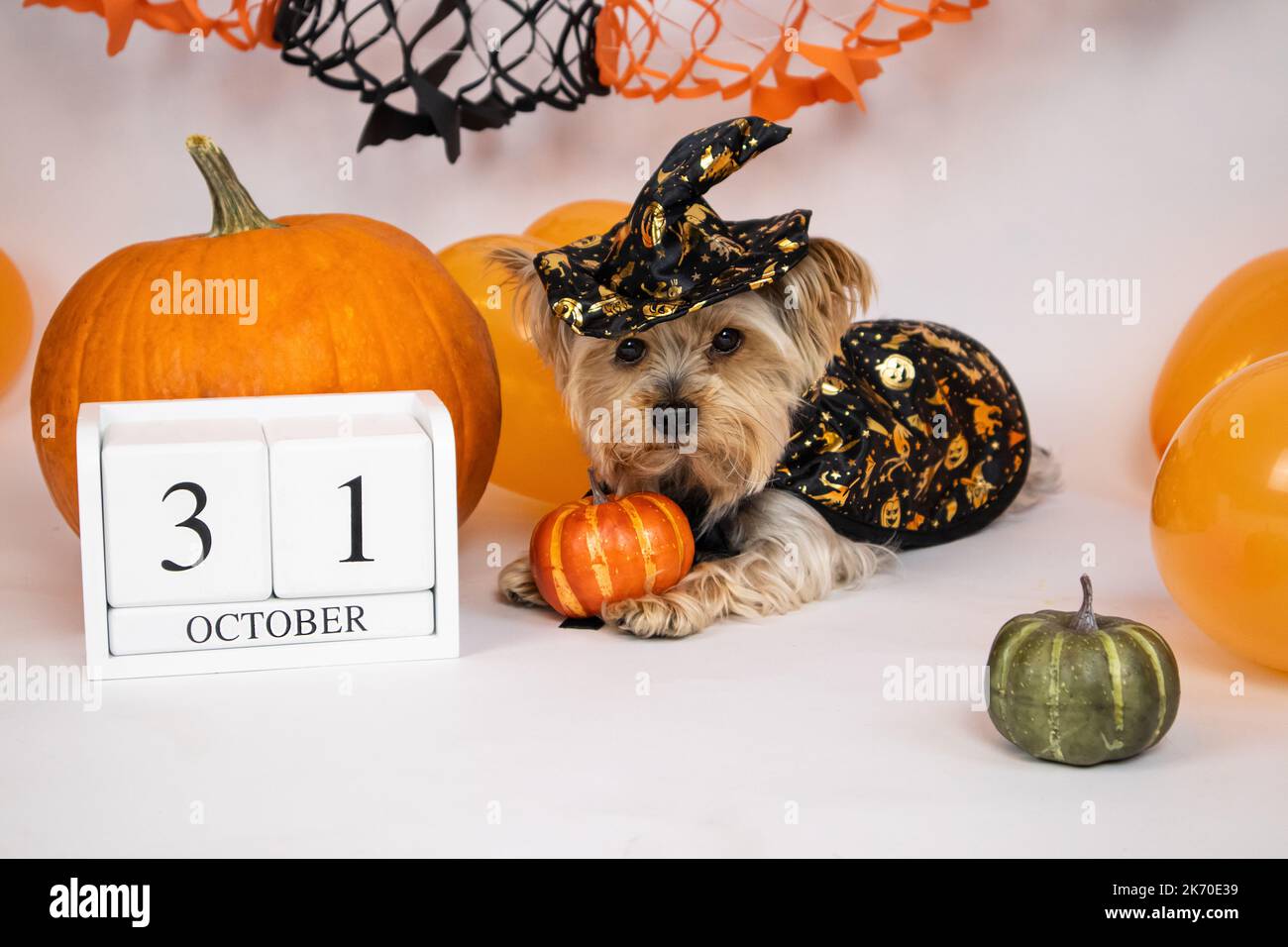 Dog dressed as a witch, wooden calendar October 31, pumpkins and ...