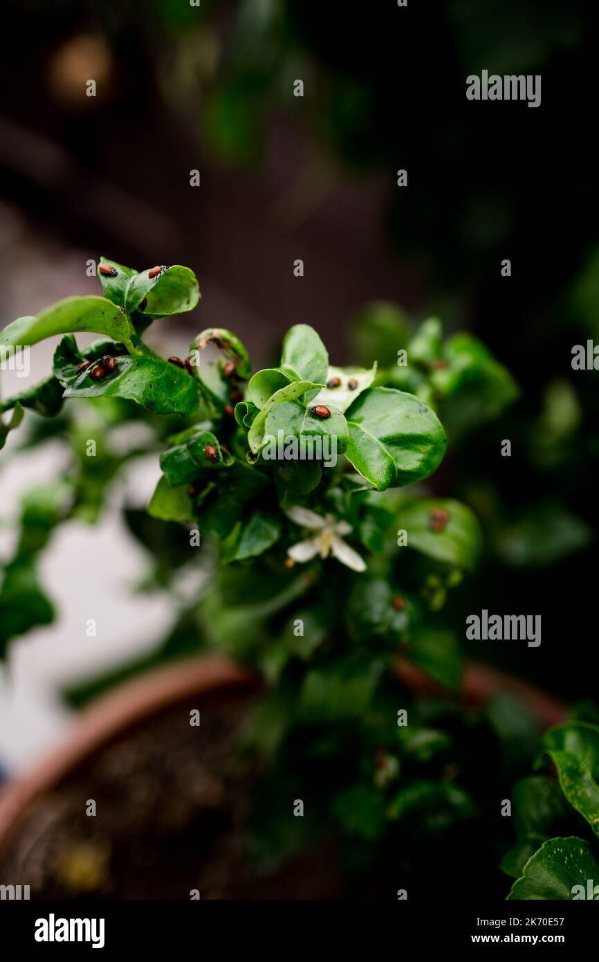 Ladybugs on Lemon Tree Leaves in San Diego Stock Photo - Alamy