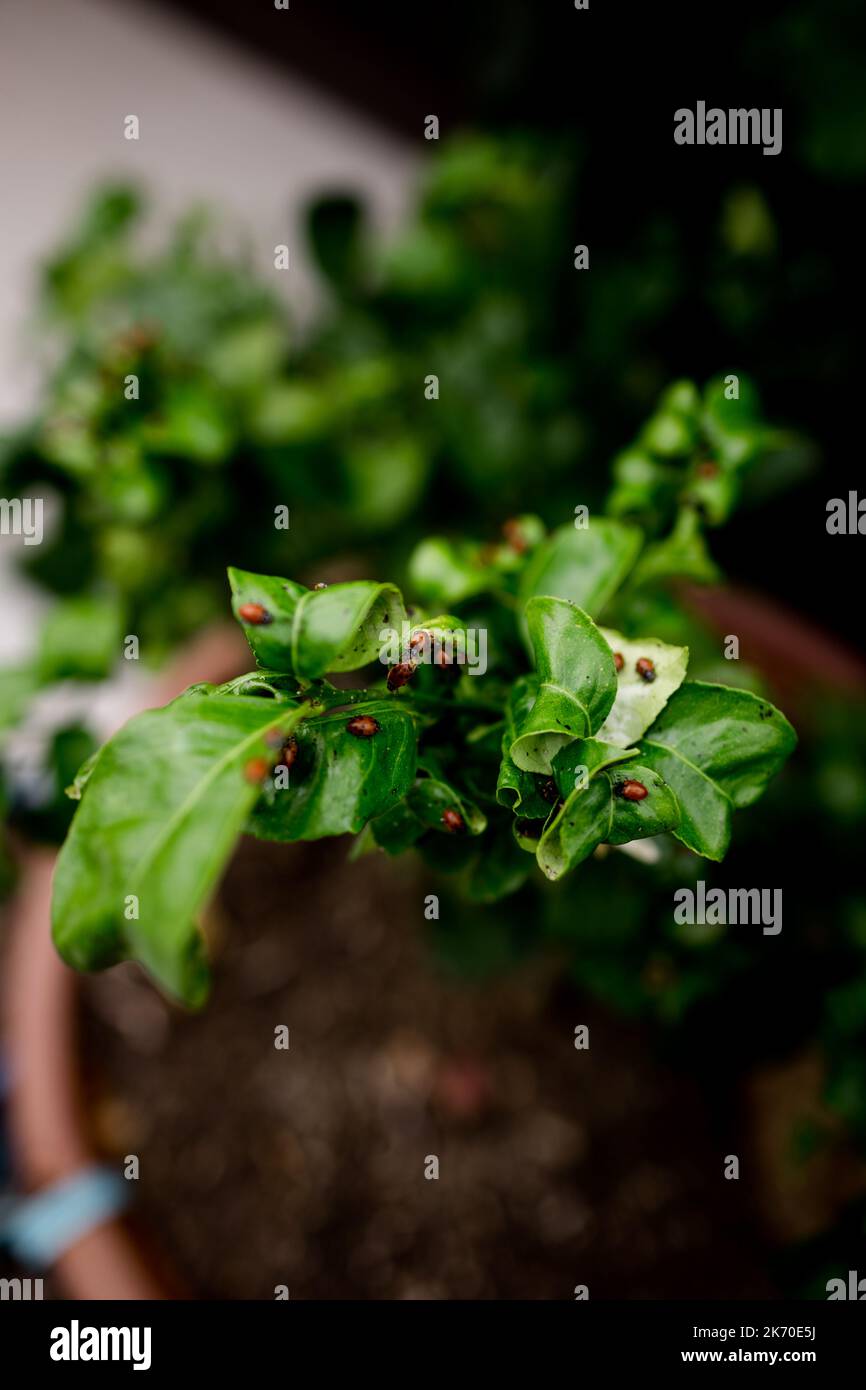 Ladybugs on Lemon Tree Leaves in San Diego Stock Photo - Alamy