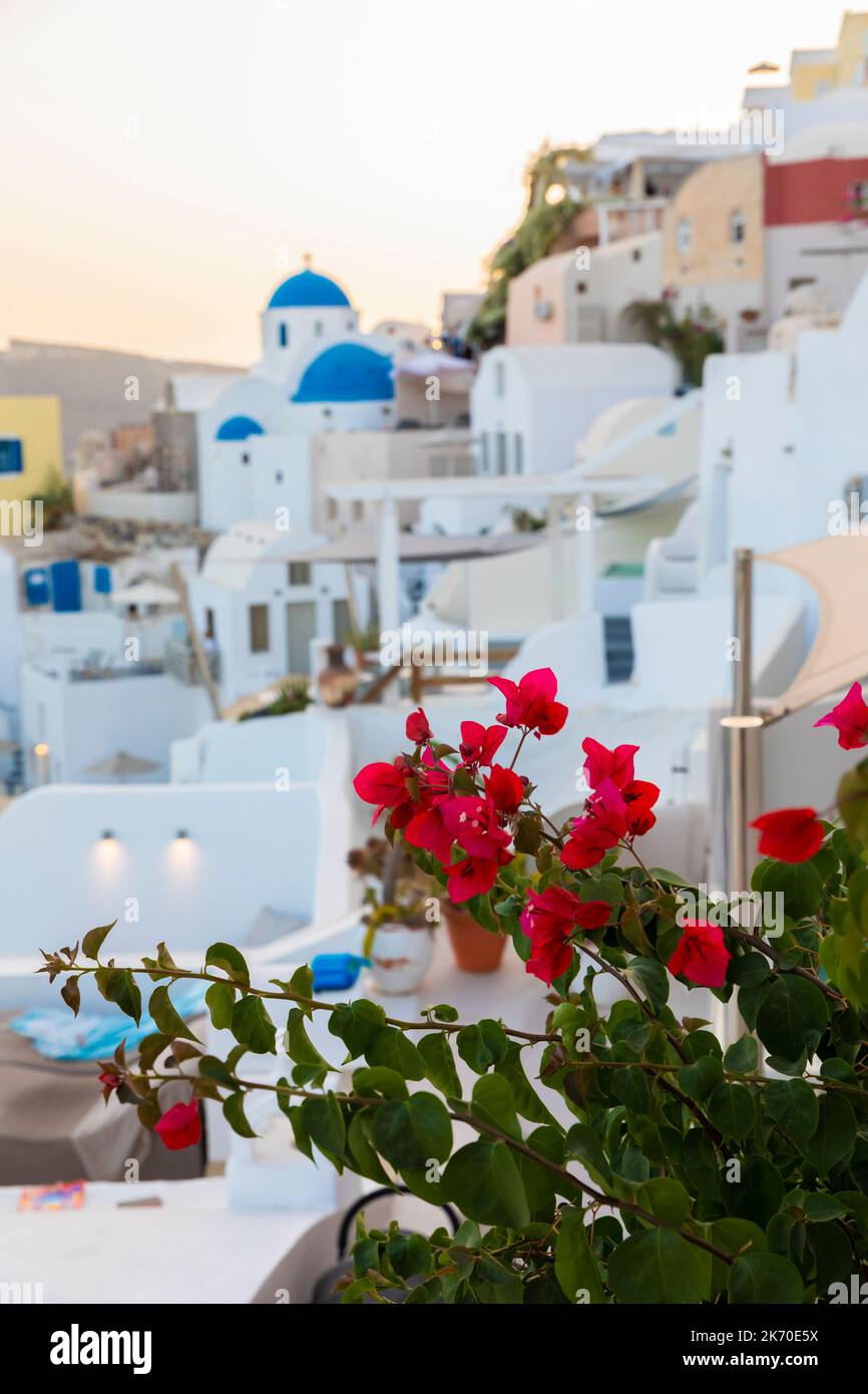 Bougainvillea and Greek stucco building in Fira village on Santorini ...