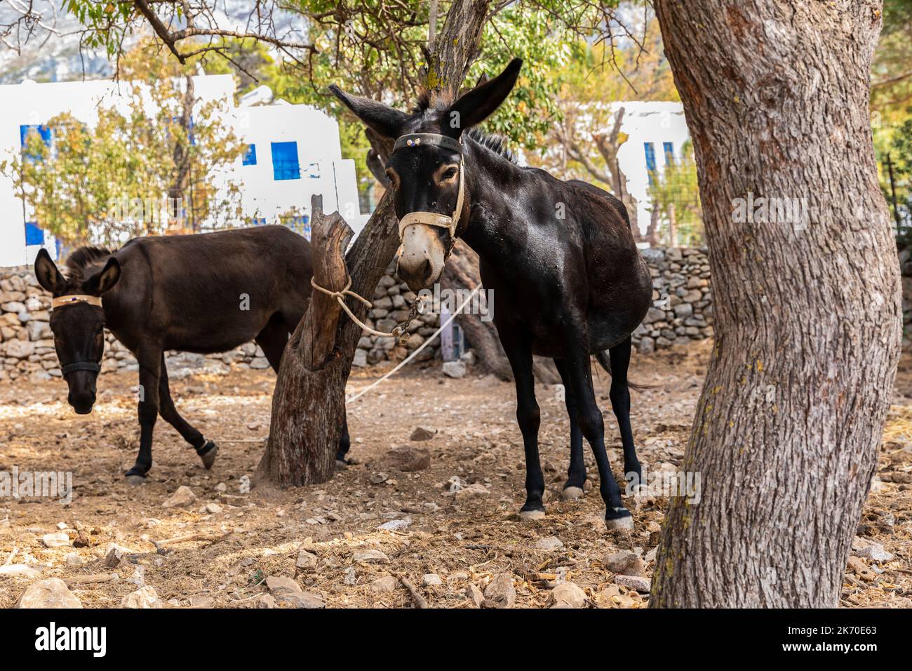 Greek donkeys hi-res stock photography and images - Alamy