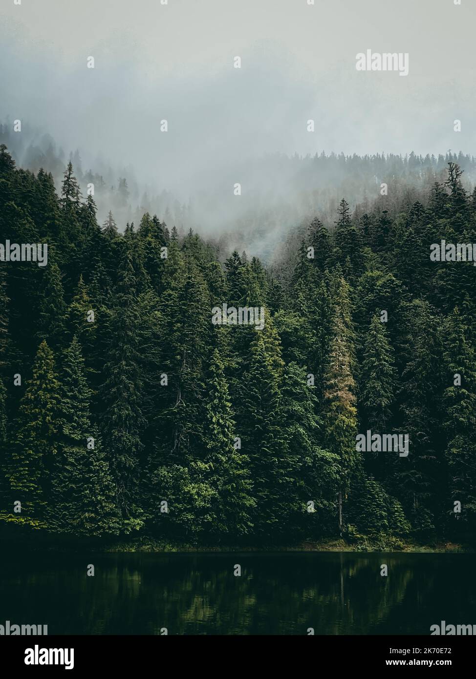 Pine forest near lake with fog Stock Photo - Alamy