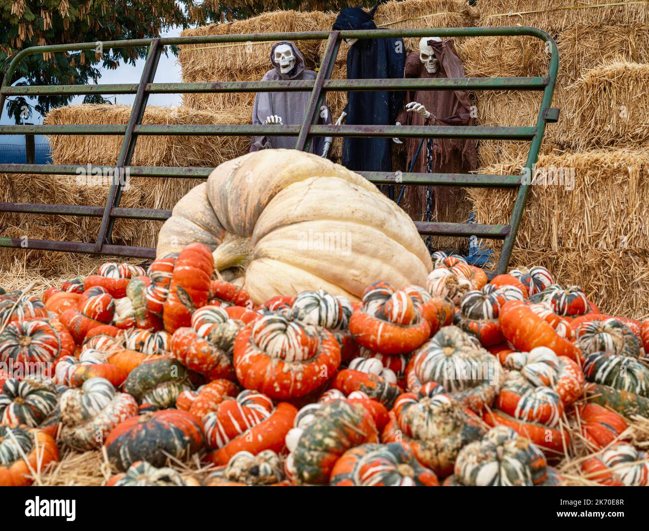 A selection of colourful gourds and pumpkins provides the seasonal ...