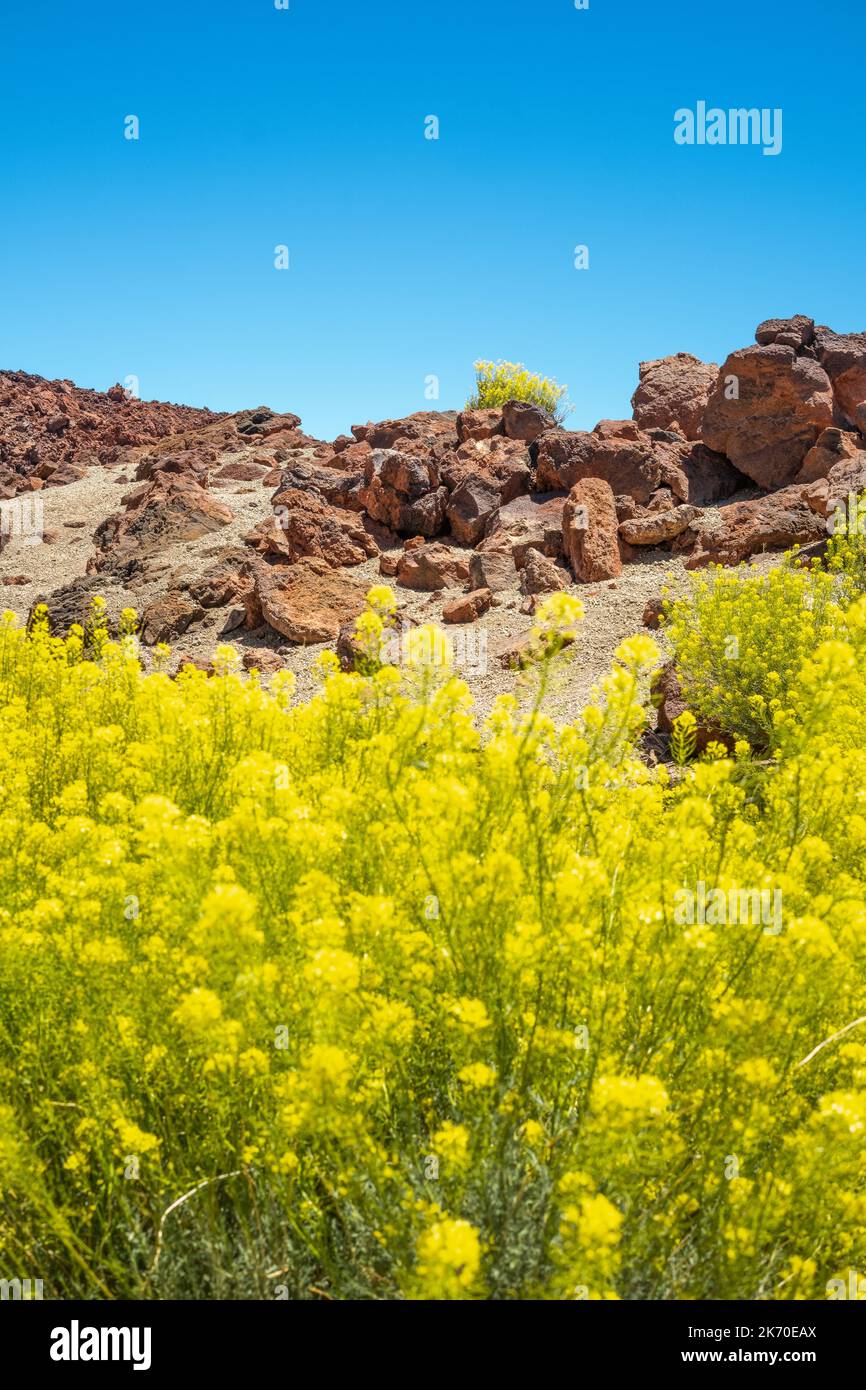 volcanic landscape with rocks and yellow endemic plants Minas de Stock ...