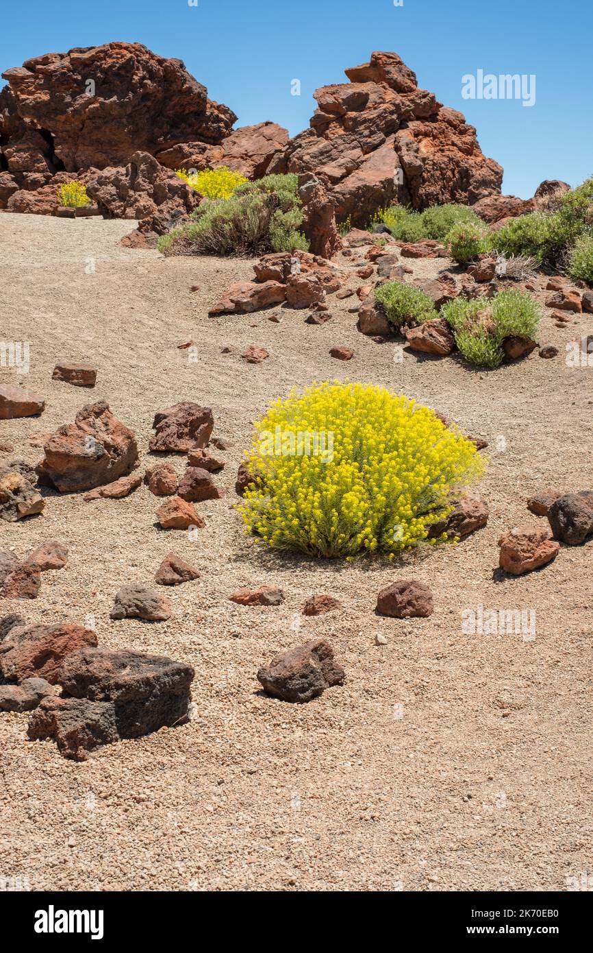 volcanic landscape with rocks and yellow endemic plants Minas de Stock ...