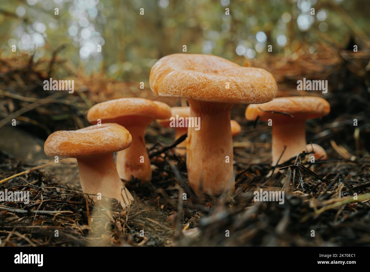 Orange milk cap mushroom hi-res stock photography and images - Alamy