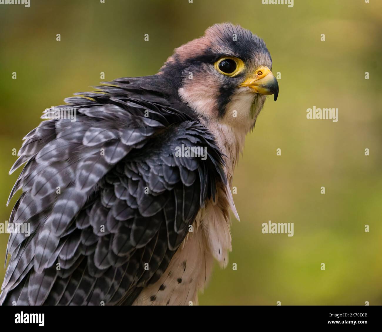 Gray falcon hi-res stock photography and images - Alamy