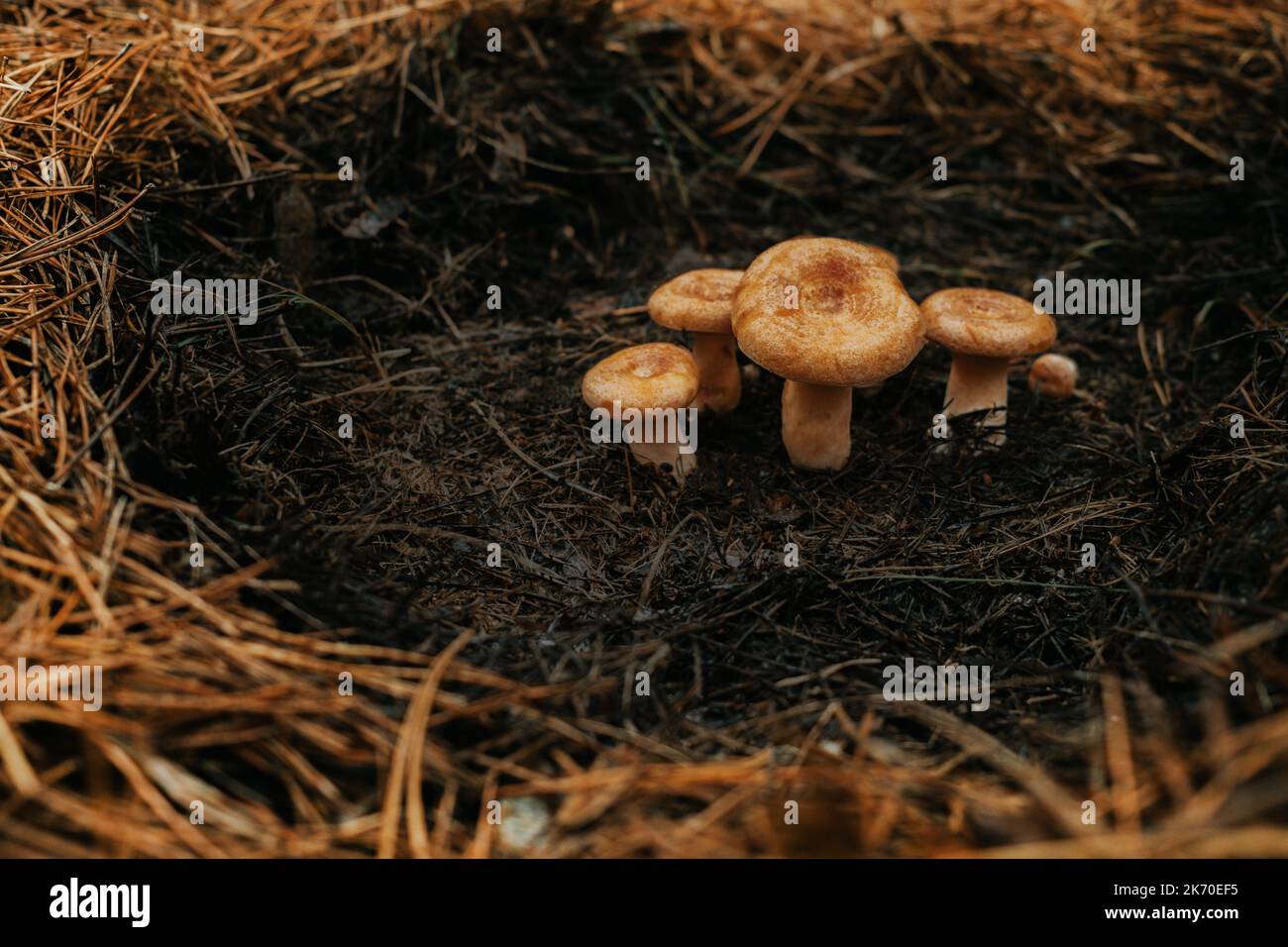 Young saffron milk cap - Lactarius deliciosus on autumn forest ...