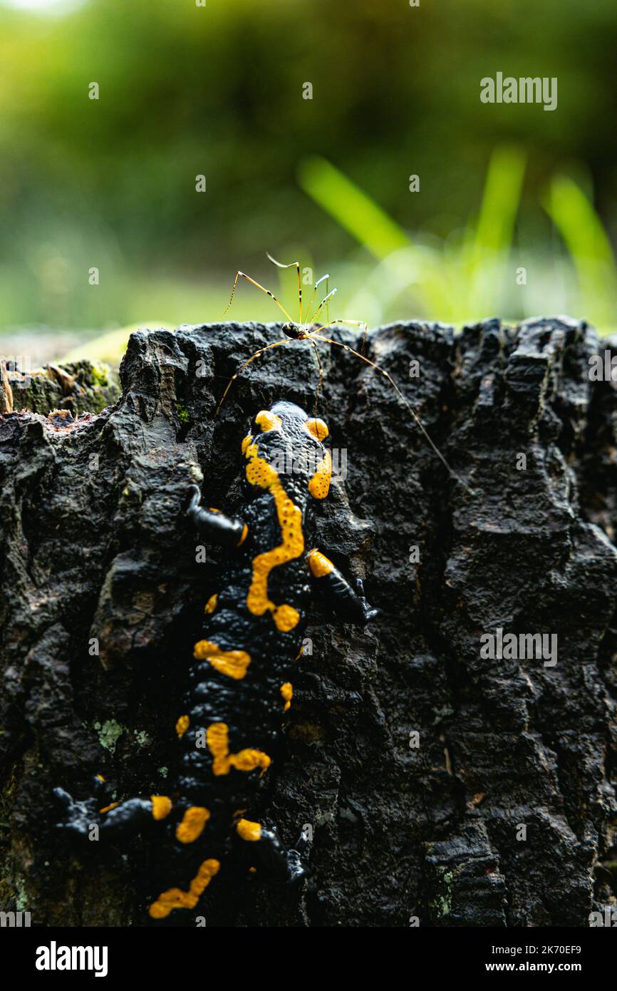 Salamander in wild hi-res stock photography and images - Alamy