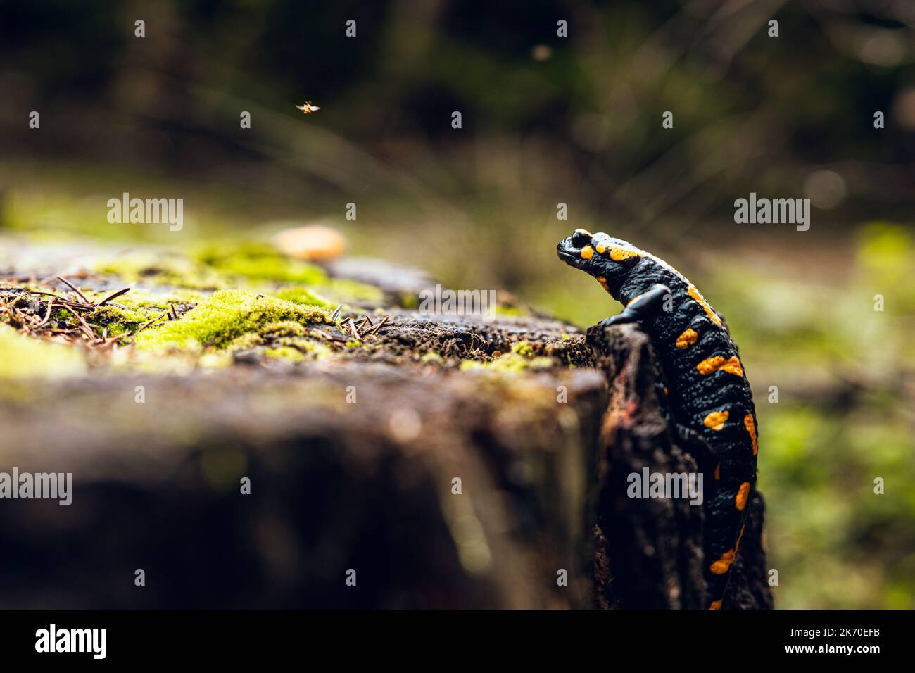 Salamander in wild hi-res stock photography and images - Alamy