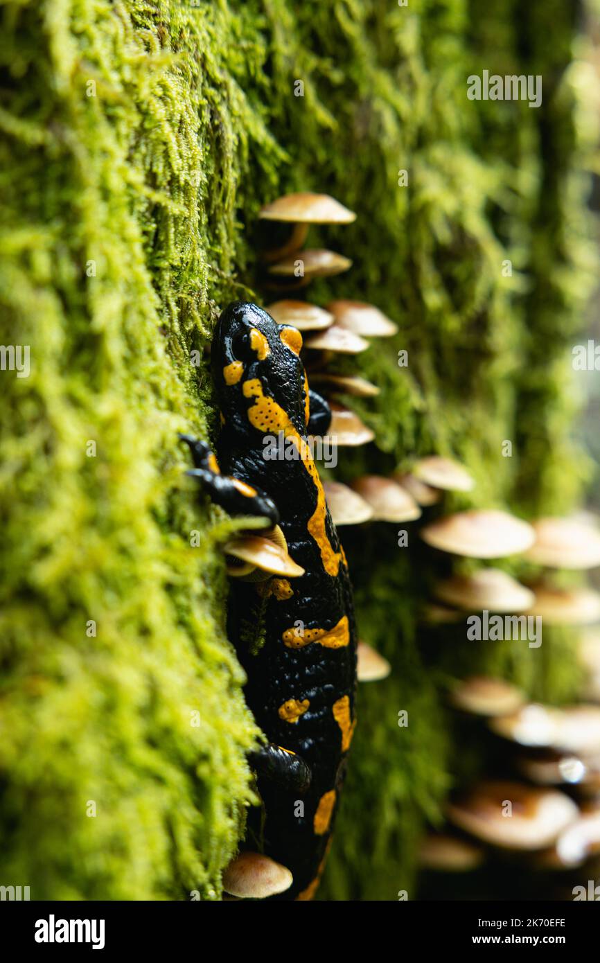 Reptile animal wildlife moss hi-res stock photography and images - Alamy