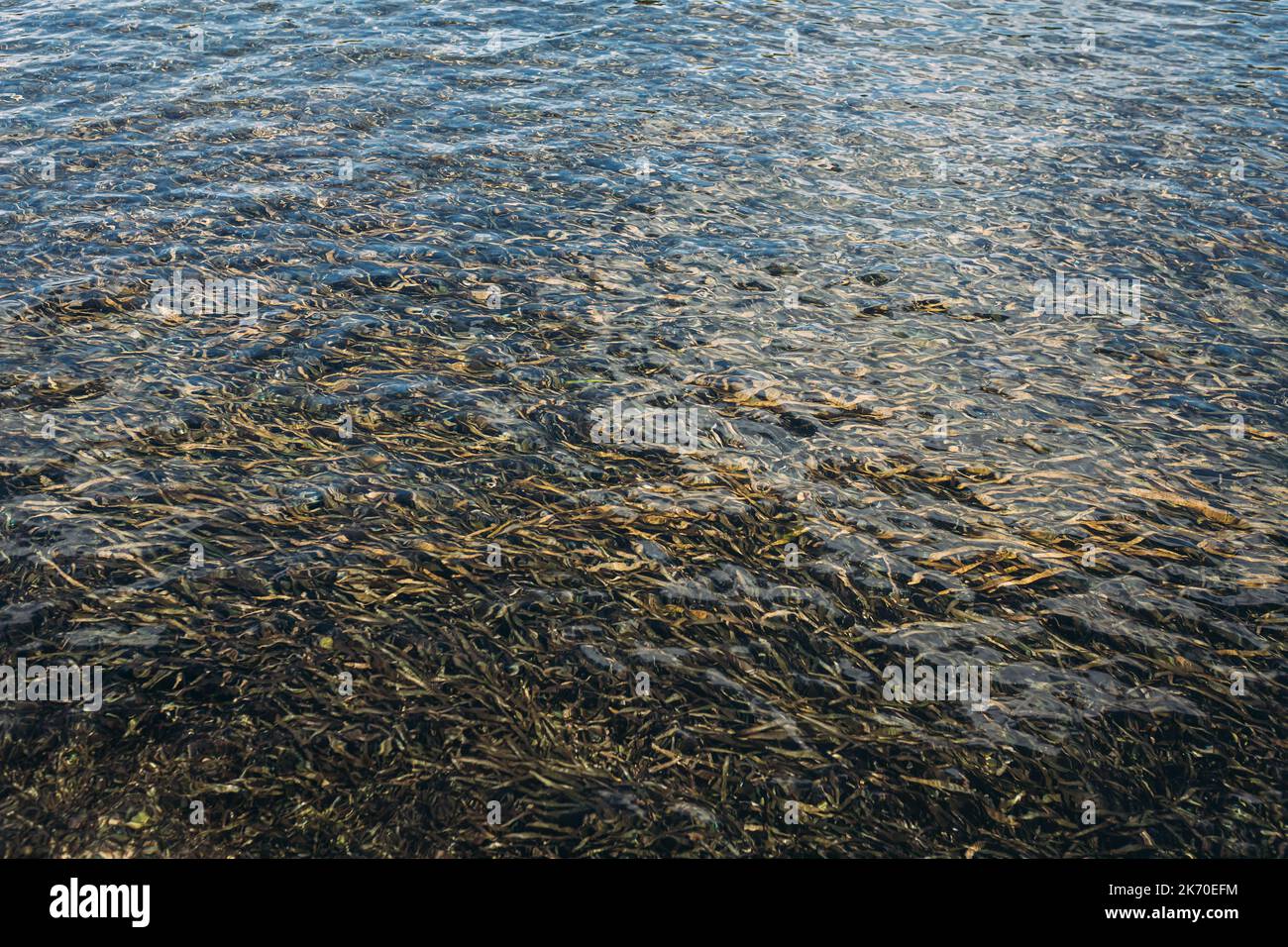 Seagrass bed underwater in a natural spring Stock Photo - Alamy