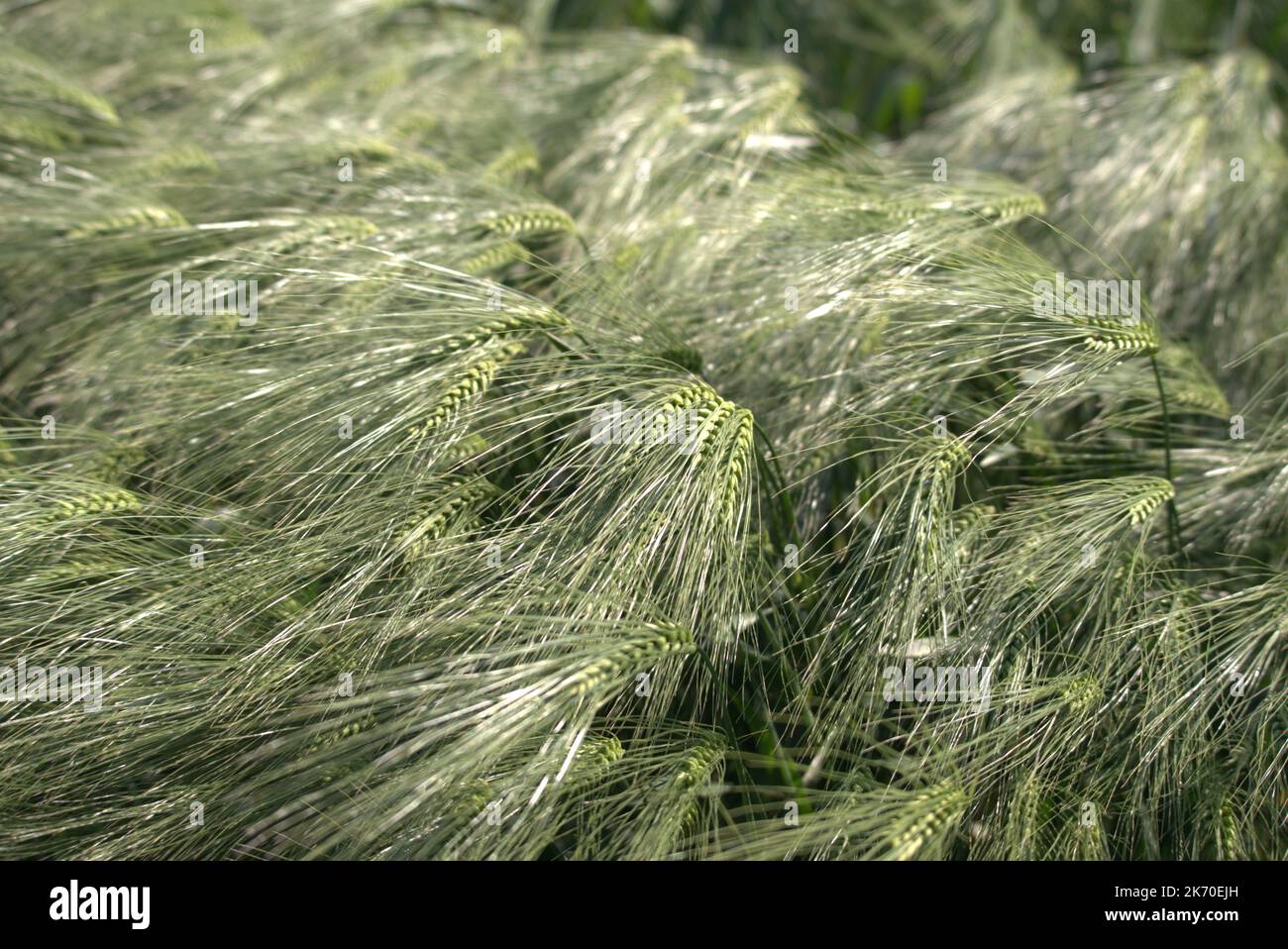 Green grain ears. Agriculture image Stock Photo - Alamy