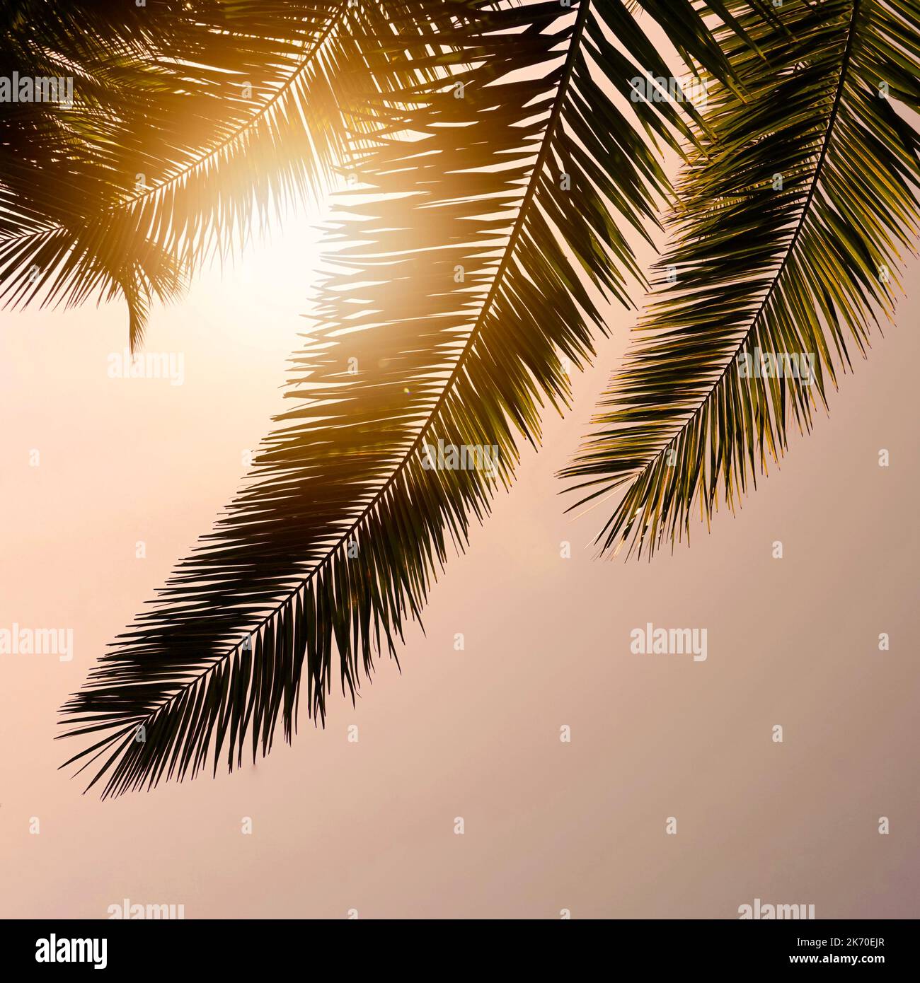 senses, palm tree leaves and sunset background Stock Photo - Alamy