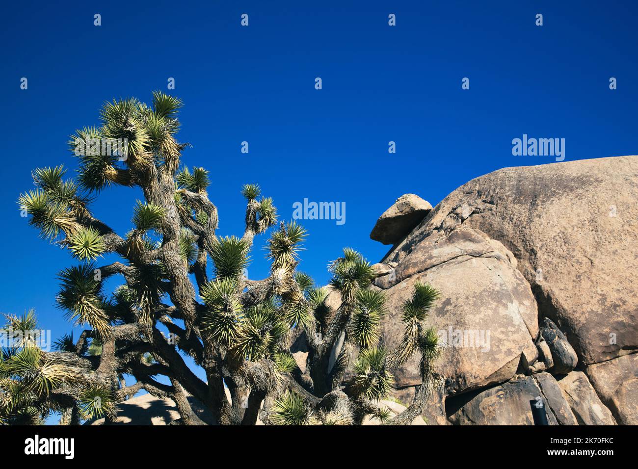 Joshua trees and granite boulders in Joshua Tree National Park Stock ...