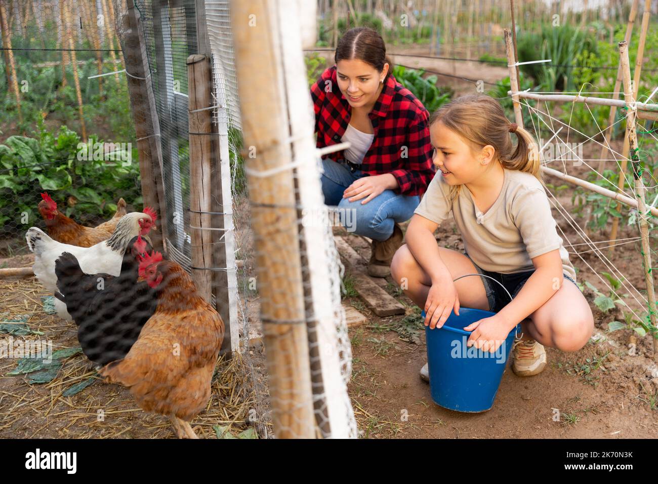 Girl feeding chickens in hen house - helping parents Stock Photo - Alamy