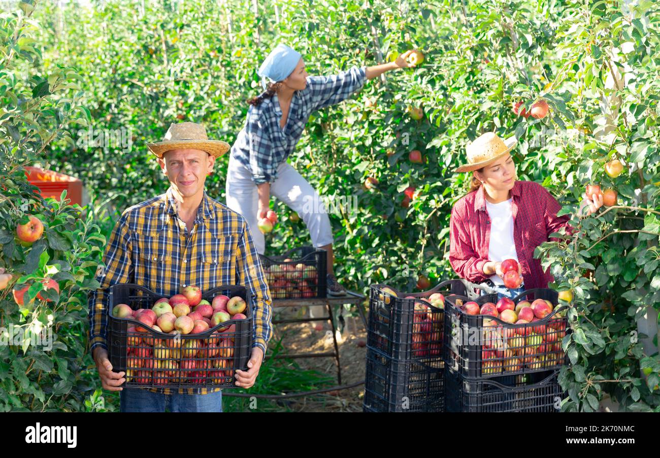 Commercial apple farming hi-res stock photography and images - Alamy