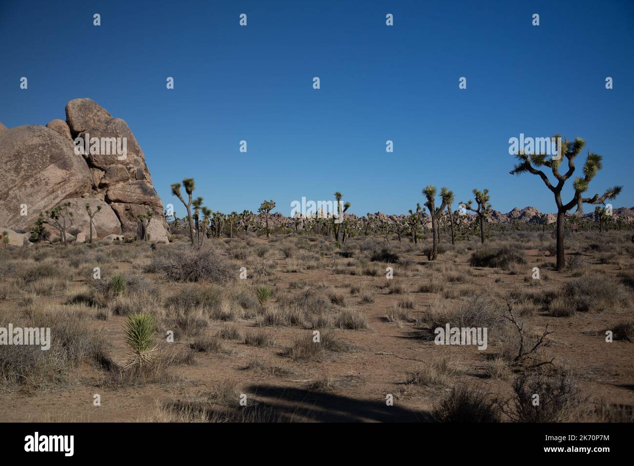 Joshua trees and granite boulders in Joshua Tree National Park Stock ...