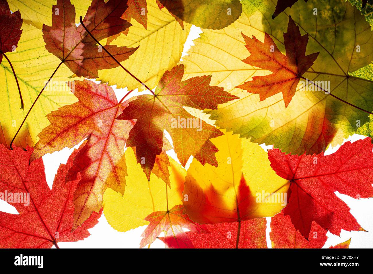 Autumn colorful maple leaves. Maple is a common symbol of strength and ...