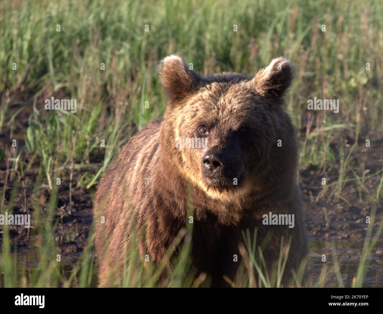 Wild female brown bear in a forest in Finland Stock Photo - Alamy