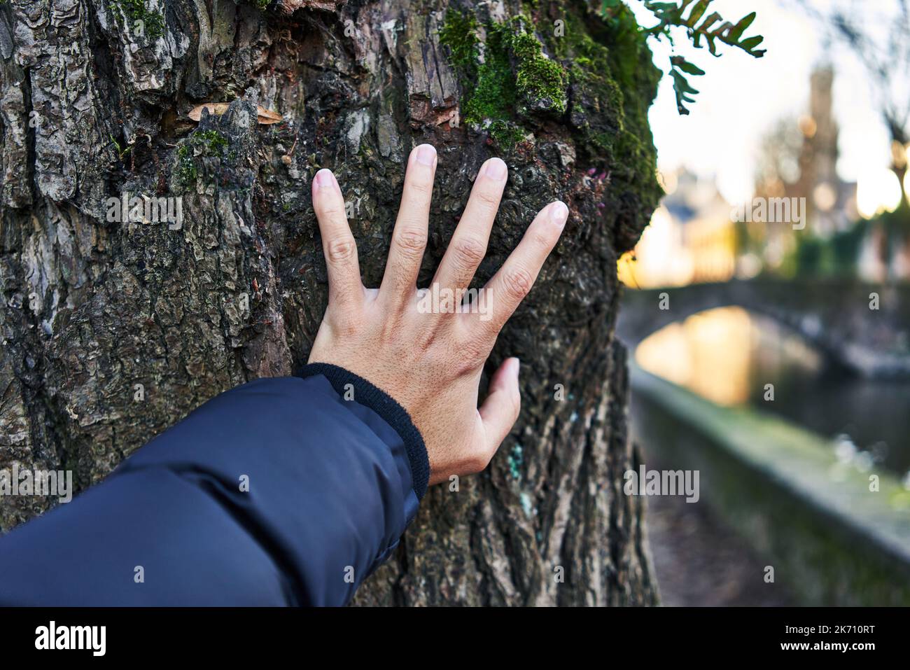 Hand of man touching tree at park Stock Photo - Alamy