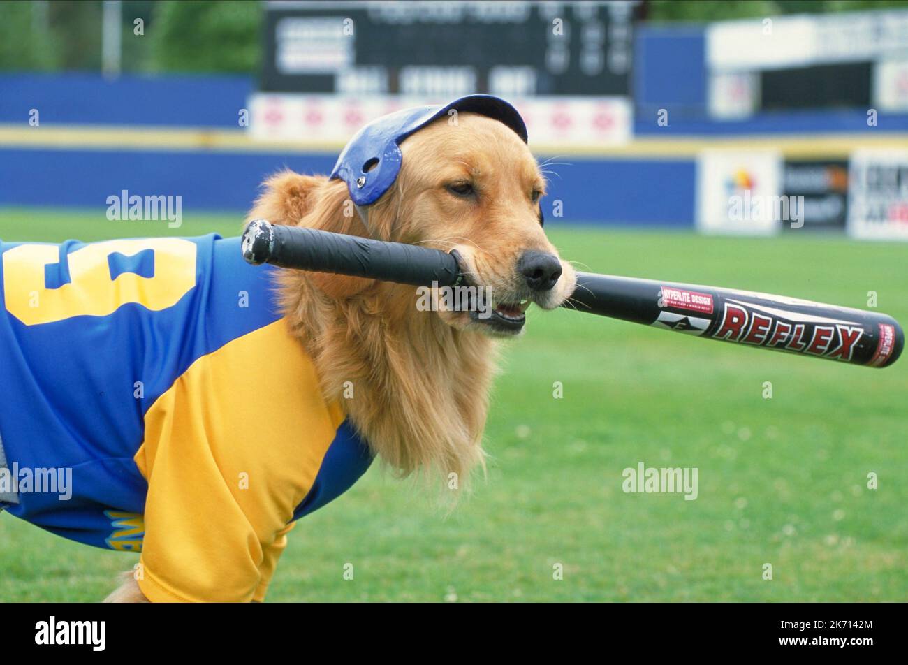 Air bud dog hi-res stock photography and images - Alamy
