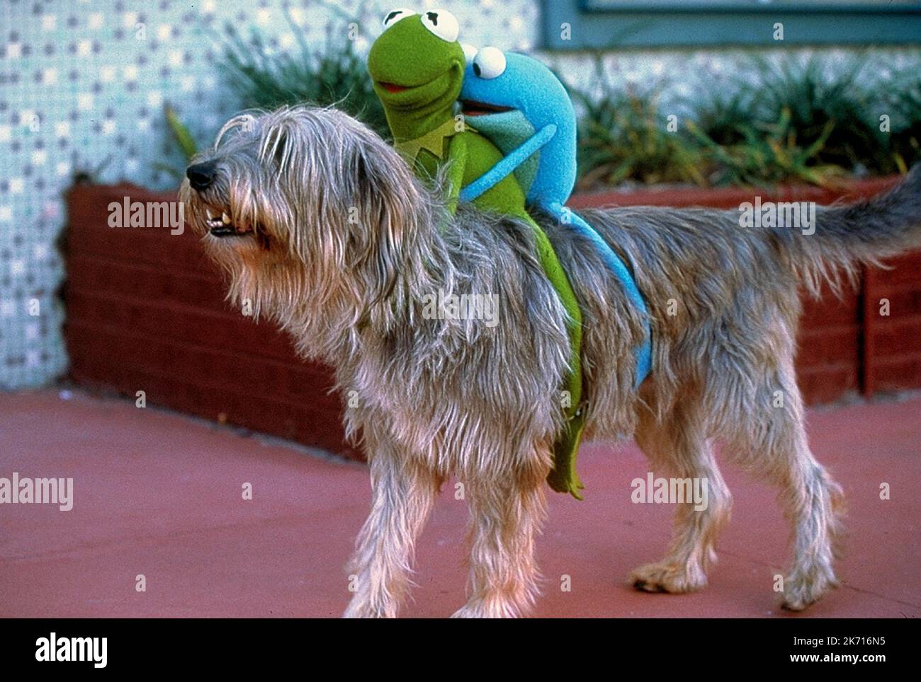 PILGRIM, KERMIT, CROAKER, KERMIT'S SWAMP YEARS, 2002 Stock Photo - Alamy