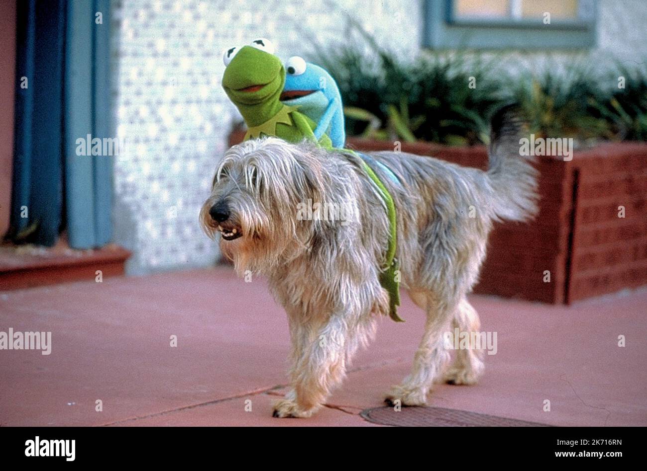 Pilgrim kermit croaker kermits swamp hi-res stock photography and ...