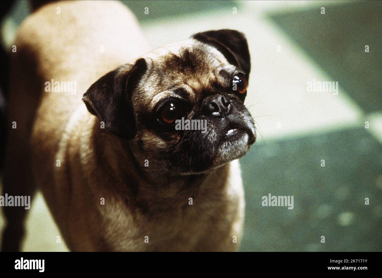 Frank the pug hi-res stock photography and images - Alamy