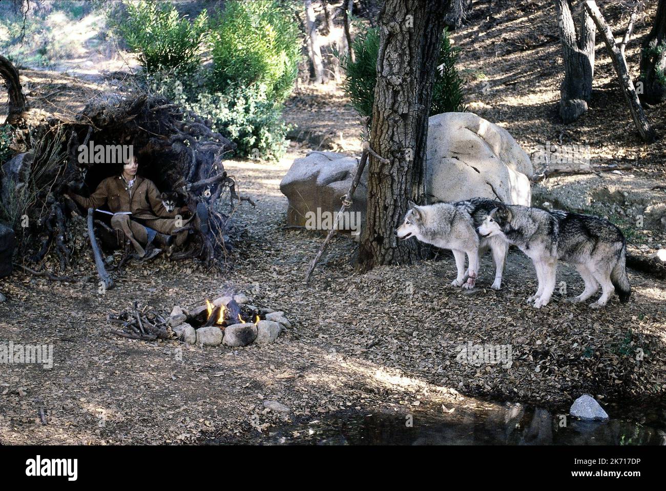 ARCHER,WOLVES, NIGHT OF THE WOLF, 2002 Stock Photo - Alamy