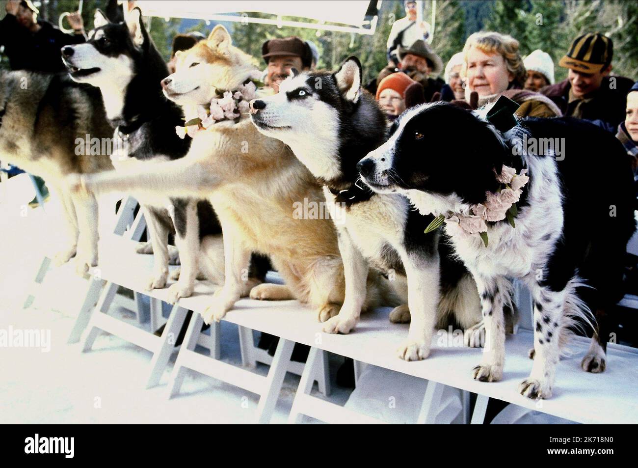 Snow dogs helden auf snow hi-res stock photography and images - Alamy